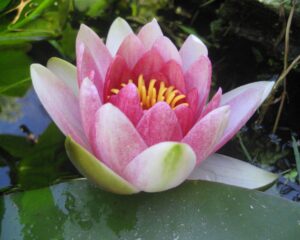 Meditation Retreats - SRF San Diego Temple